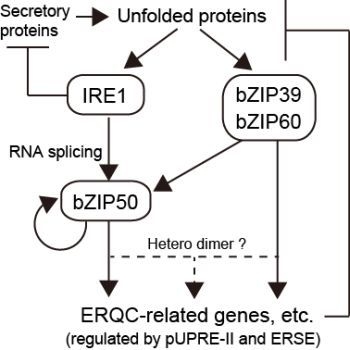 IJMS | Special Issue : Regulation of Membrane Trafficking and Its ...