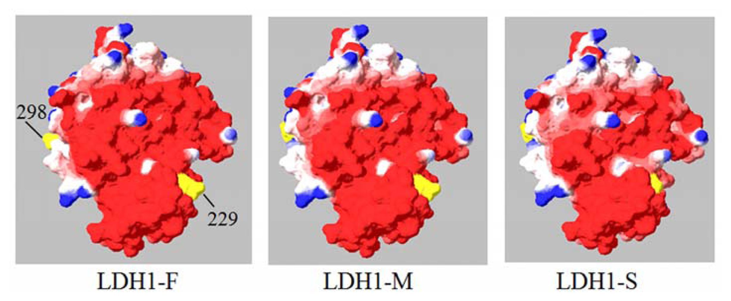 Cloning and Polymorphisms of Yak Lactate Dehydrogenase b Gene
