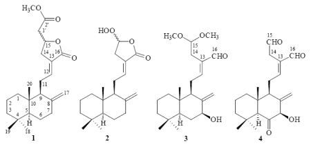 IJMS | Free Full-Text | New Labdane-Type Diterpenoids and Anti ...