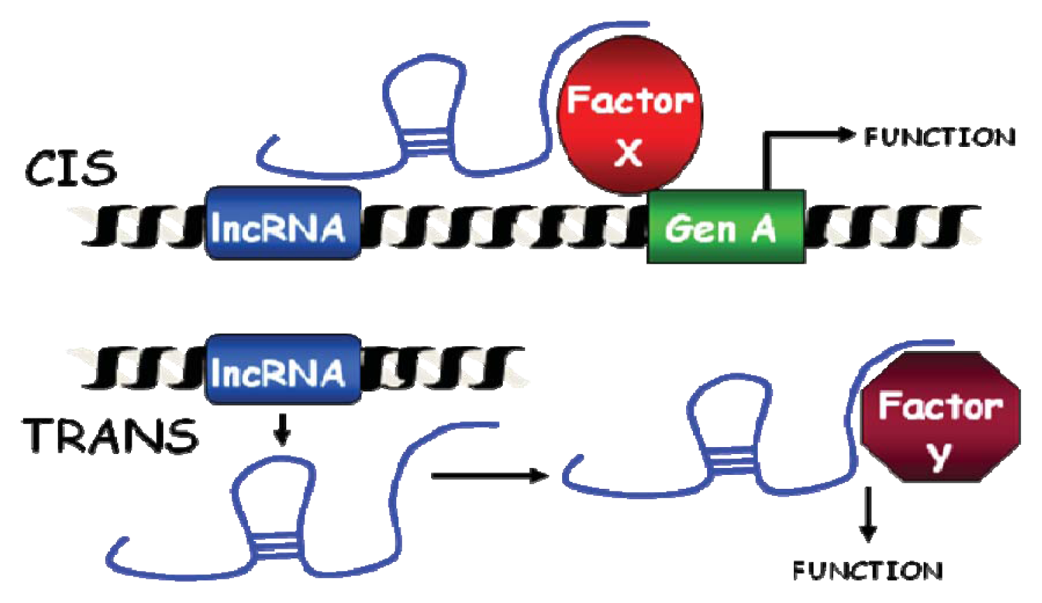 Ijms Free Full Text Long Non Coding Rnas In Haematological Malignancies