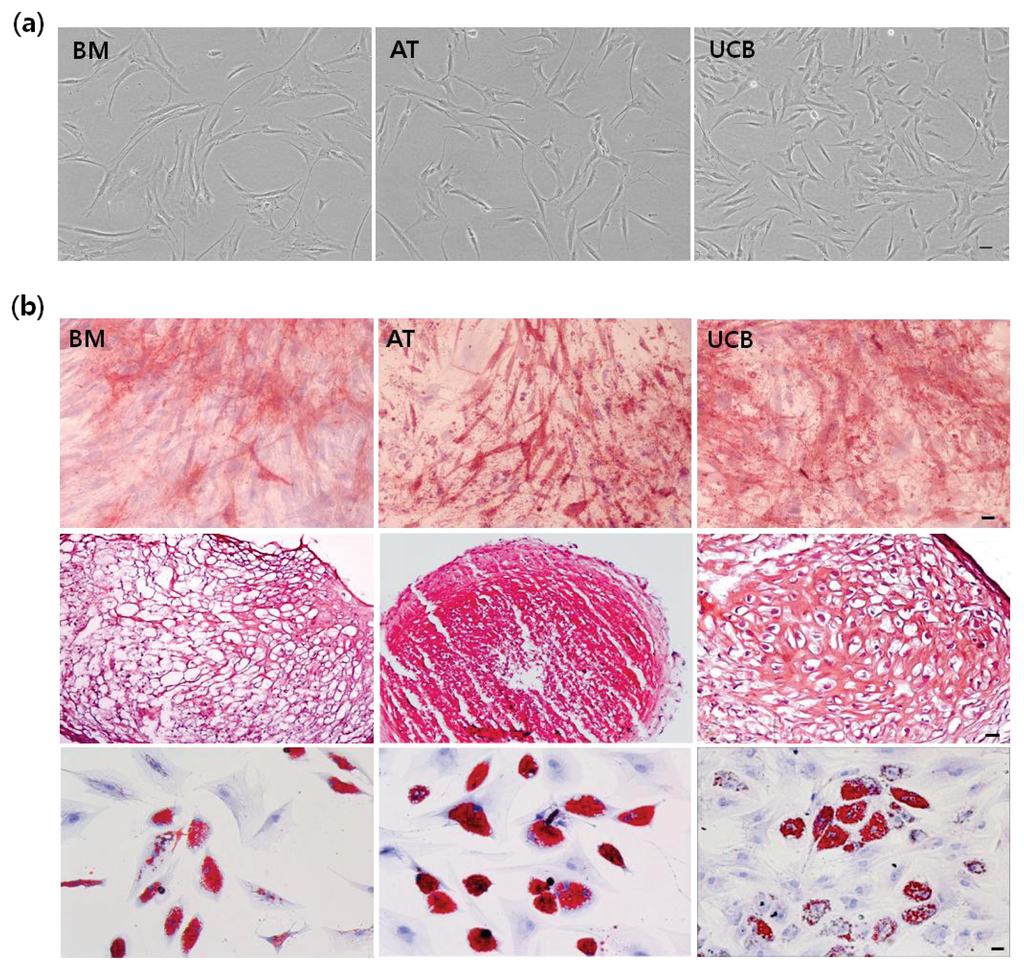 Use Of Human Umbilical Cordderived Mesenchymal Stem Cells Use Of Human Umbilical Cordderived Mesenchymal Stem Cells
