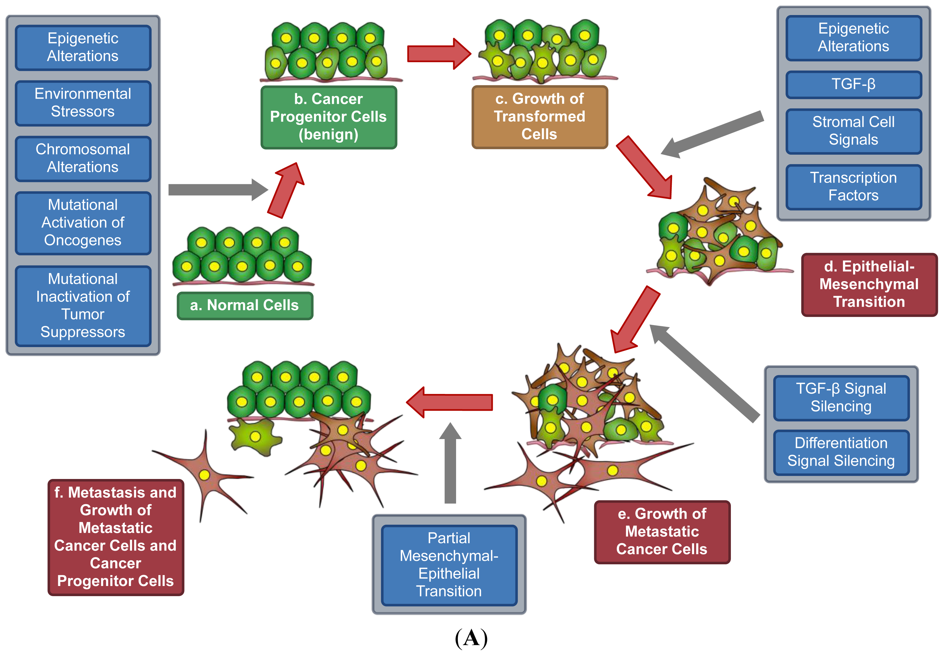 Cancer Development Diagram Cancer Development Diagram
