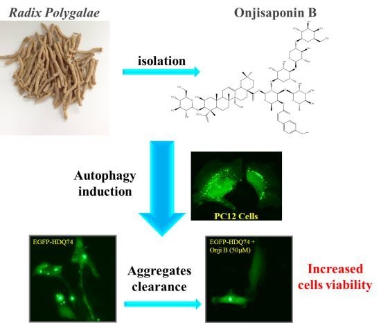IJMS | Free Full-Text | Onjisaponin B Derived from Radix Polygalae ...