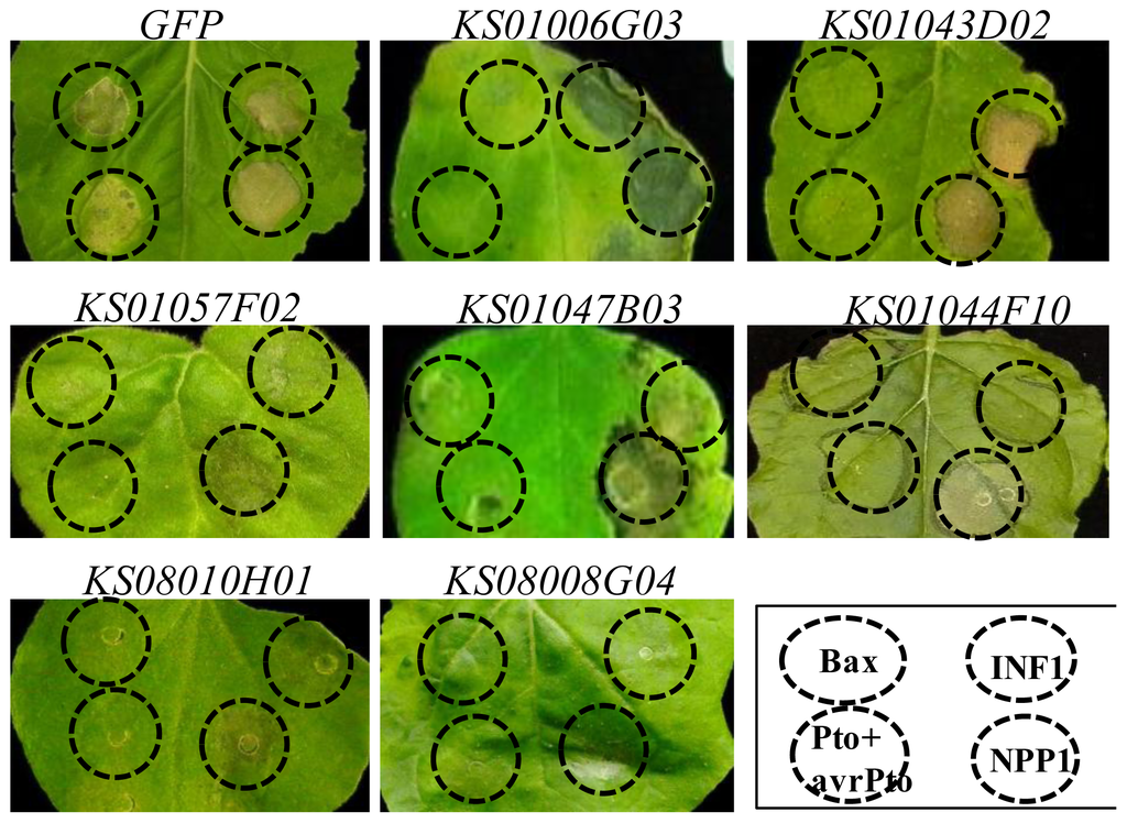 Identification of Novel Pepper Genes Involved in Bax- or INF1-Mediated ... Identification of Novel Pepper Genes Involved in Bax- or INF1-Mediated ...