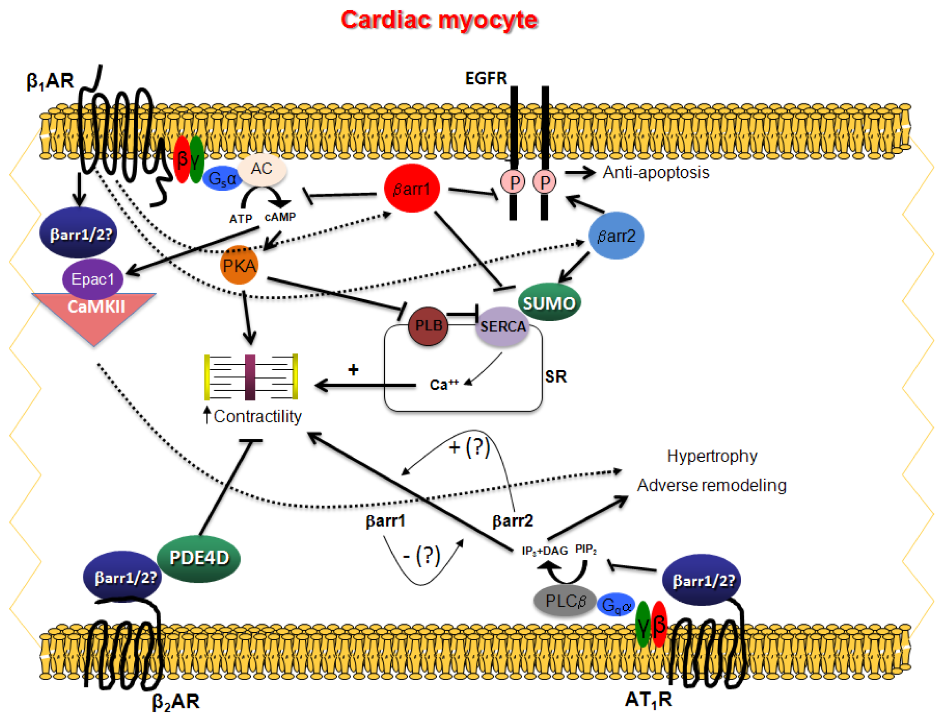 Ijms Free Full Text βarrestins In Cardiac G Protein Coupled