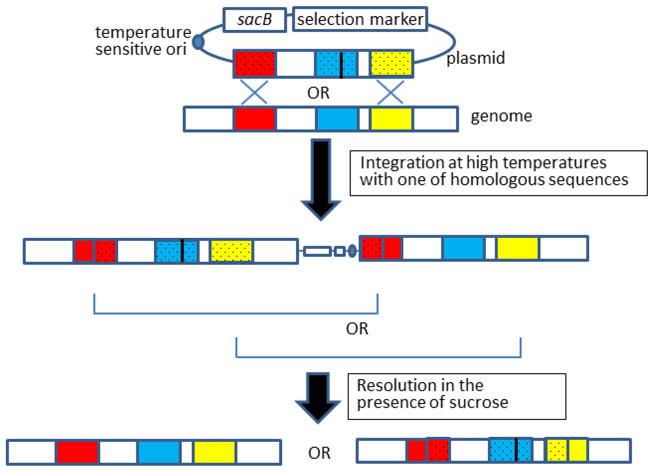 Bacterial Cellular Engineering by Genome Editing and Gene Silencing