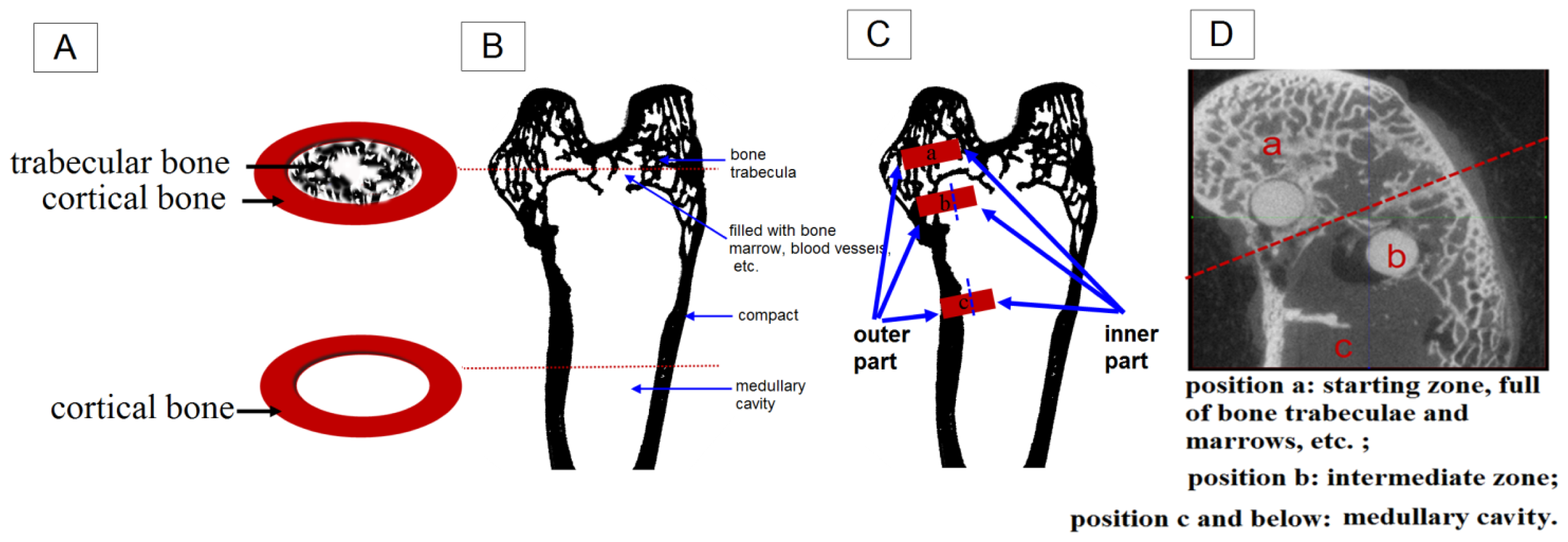 IJMS | Free Full-Text | Shape and Site Dependent in Vivo Degradation of ...