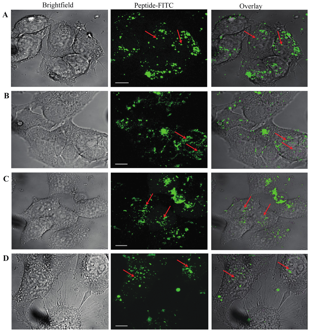 LXXLL Peptide Converts Transportan 10 to a Potent Inducer of Apoptosis ...