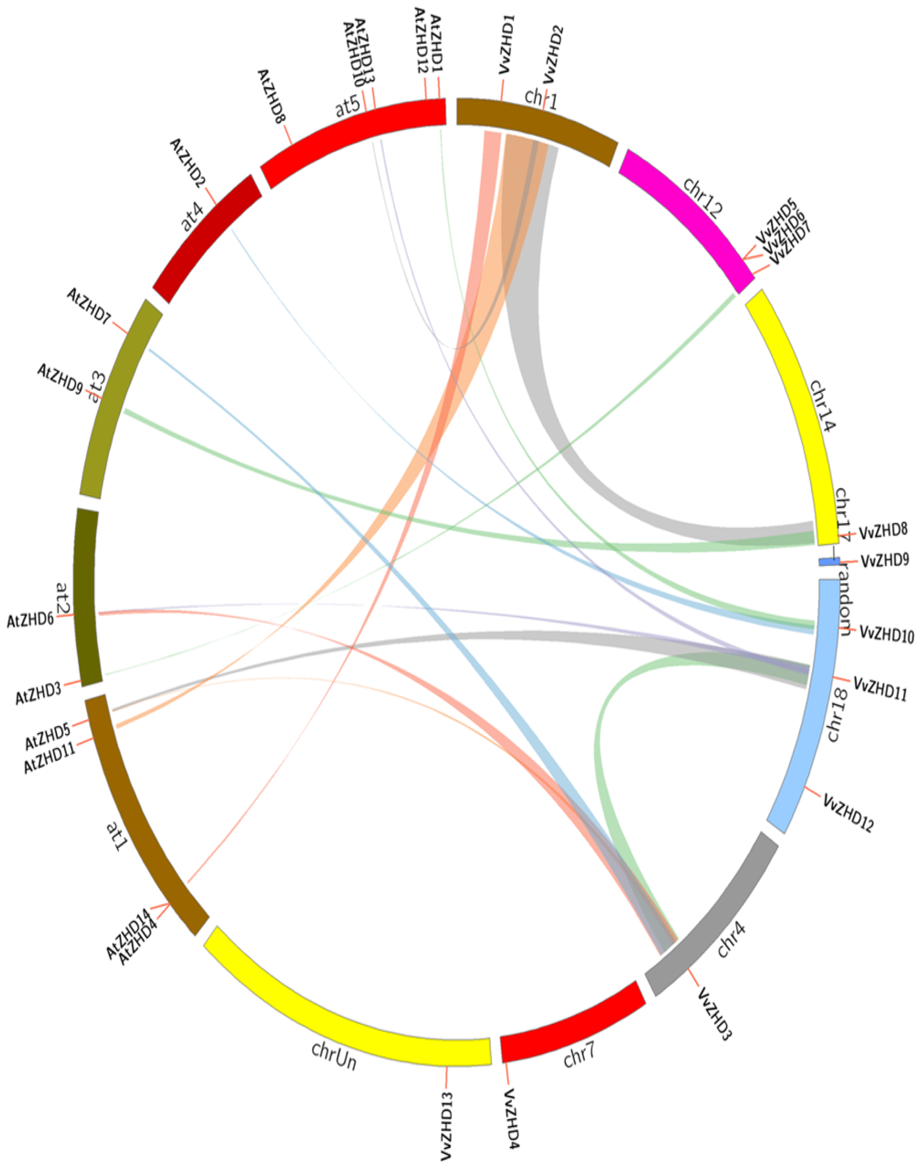 Genome-Wide Identification, Evolution and Expression Analysis of the Grape (Vitis vinifera L ...