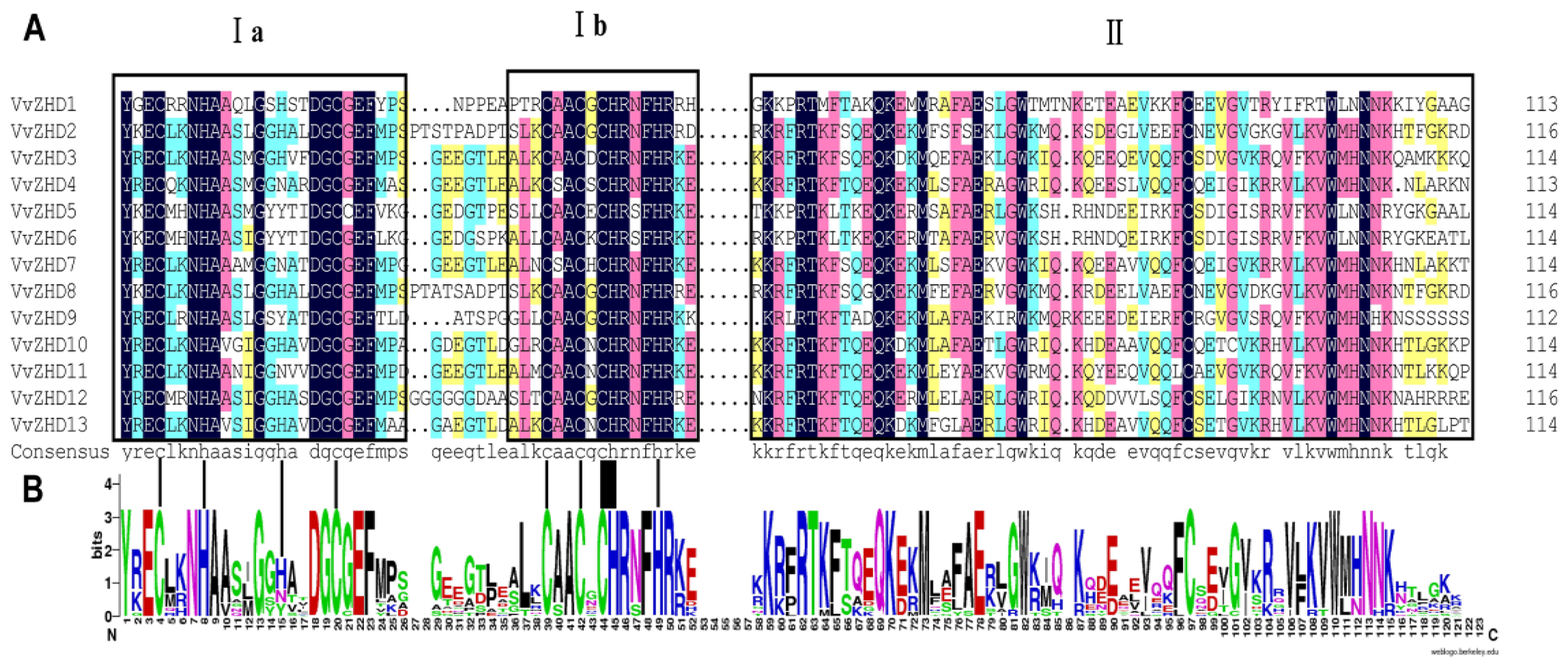 Genome-Wide Identification, Evolution and Expression Analysis of the Grape (Vitis vinifera L ...