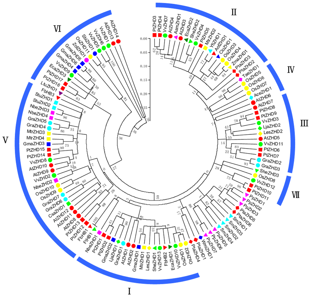 Genome-Wide Identification, Evolution and Expression Analysis of the Grape (Vitis vinifera L ...