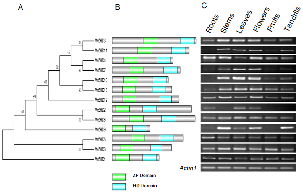 Genome-Wide Identification, Evolution and Expression Analysis of the Grape (Vitis vinifera L ...