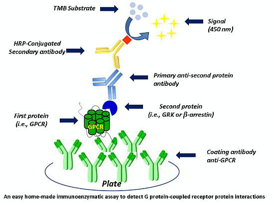 IJMS | Free Full-Text | A Rapid and Efficient Immunoenzymatic Assay to ...