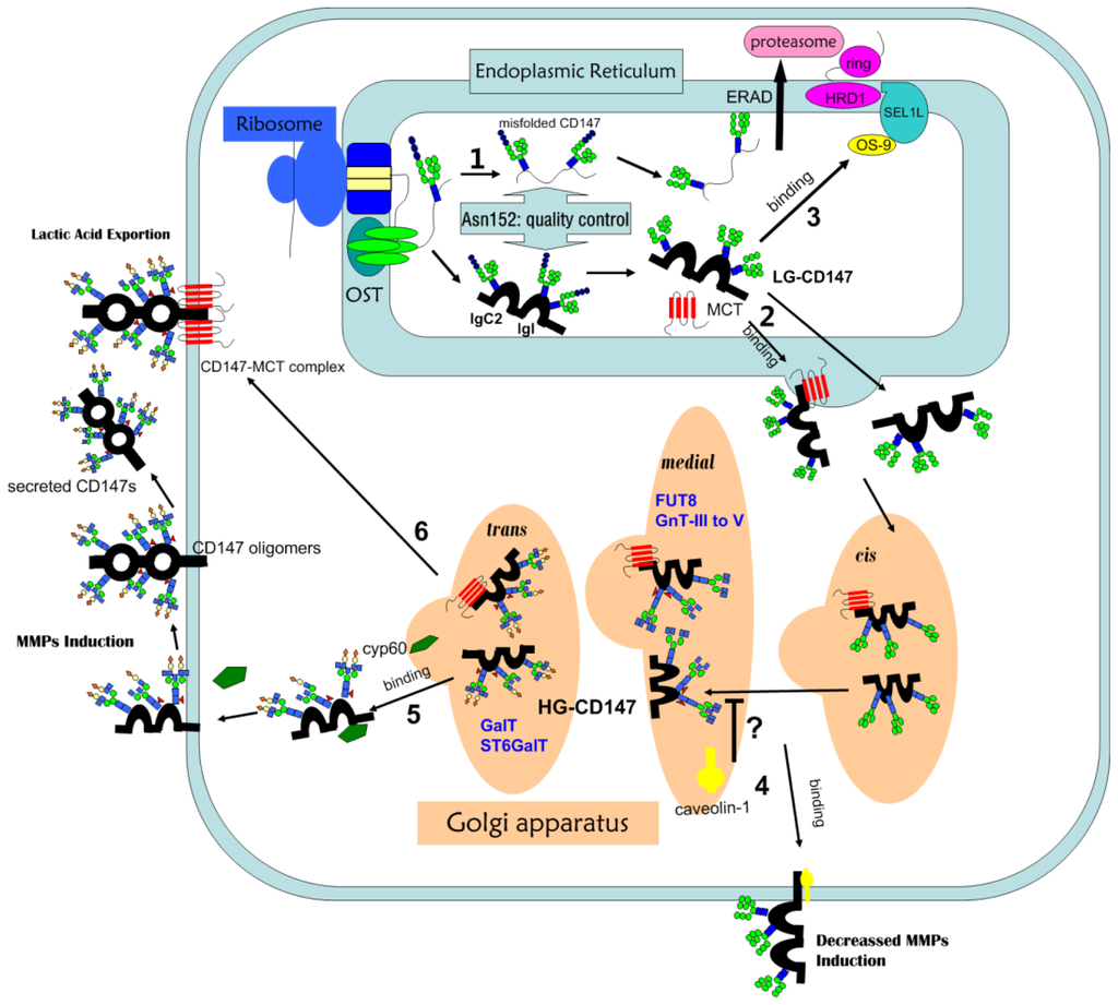 Importance of N-Glycosylation on CD147 for Its Biological Functions