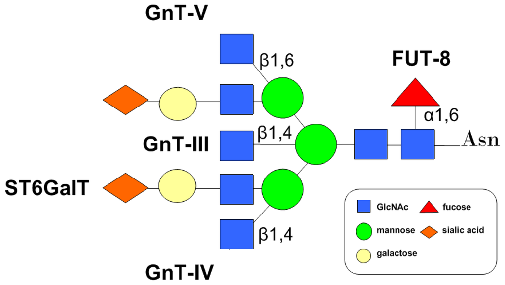 Importance of N-Glycosylation on CD147 for Its Biological Functions
