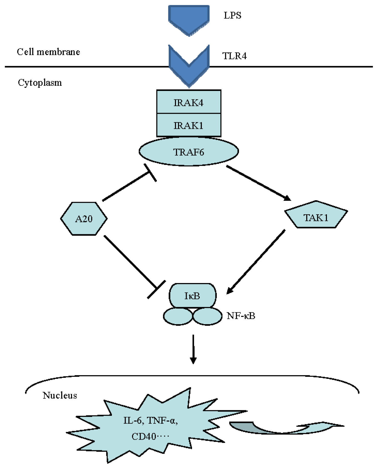 Ijms Free Full Text A20 Overexpression Inhibits Lipopolysaccharide