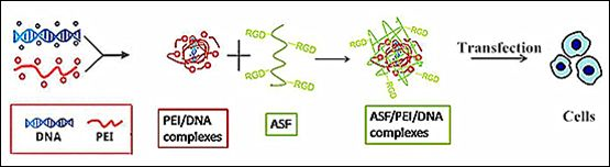 IJMS | Free Full-Text | Antheraea pernyi Silk Fibroin-Coated PEI/DNA ...