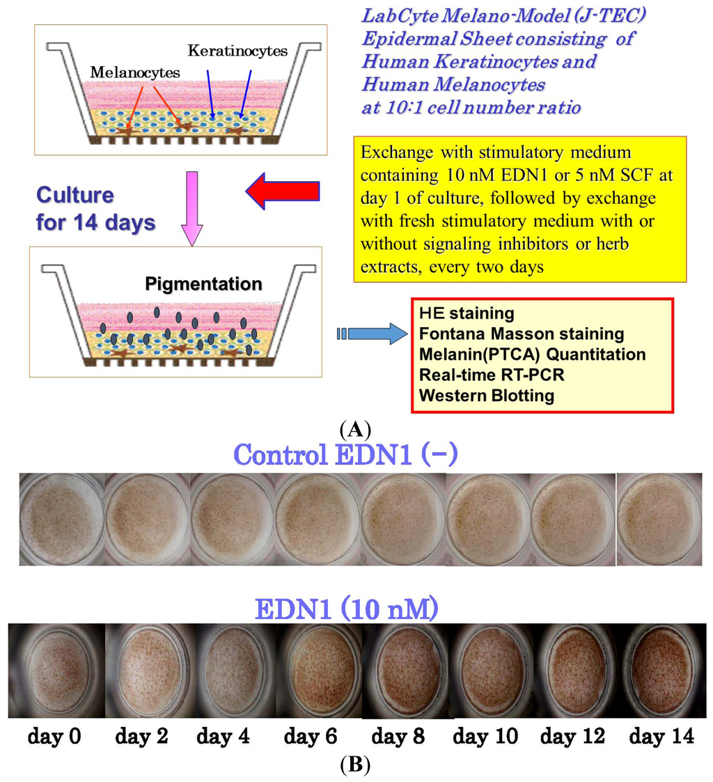Inhibitors of Intracellular Signaling Pathways that Lead to Stimulated ...