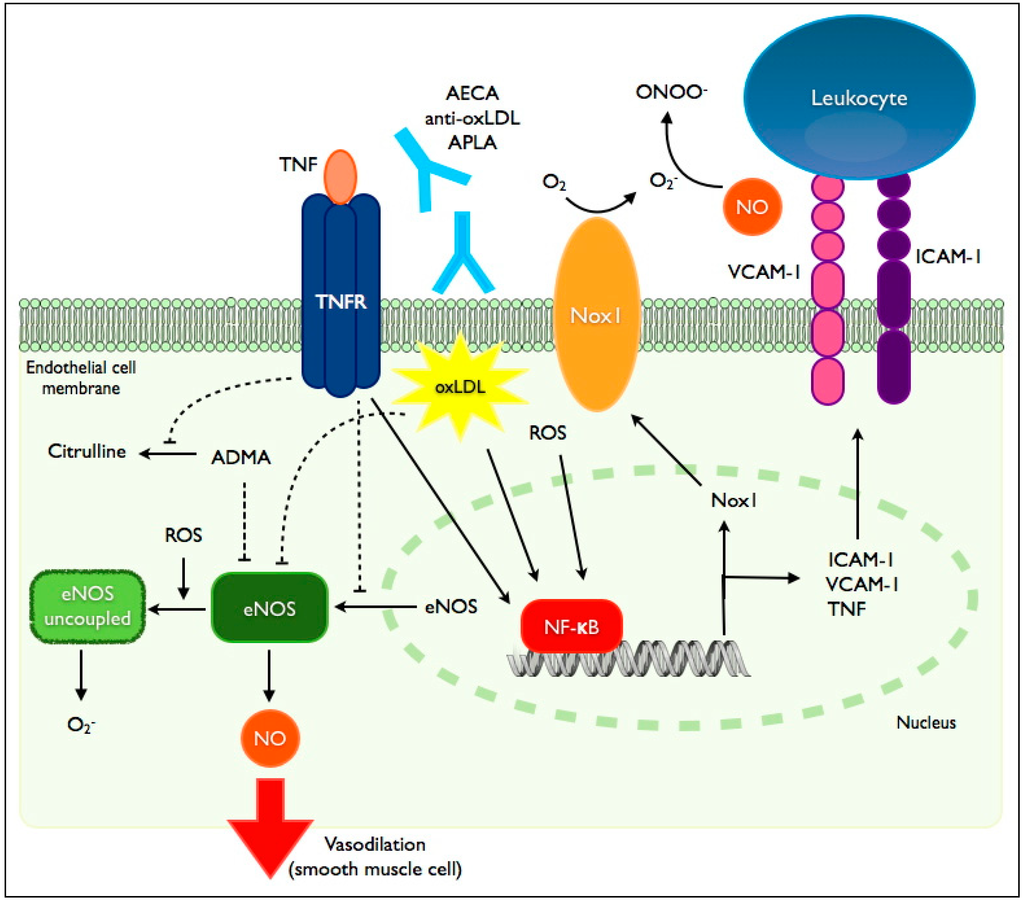 Endothelial Dysfunction in Chronic Inflammatory Diseases