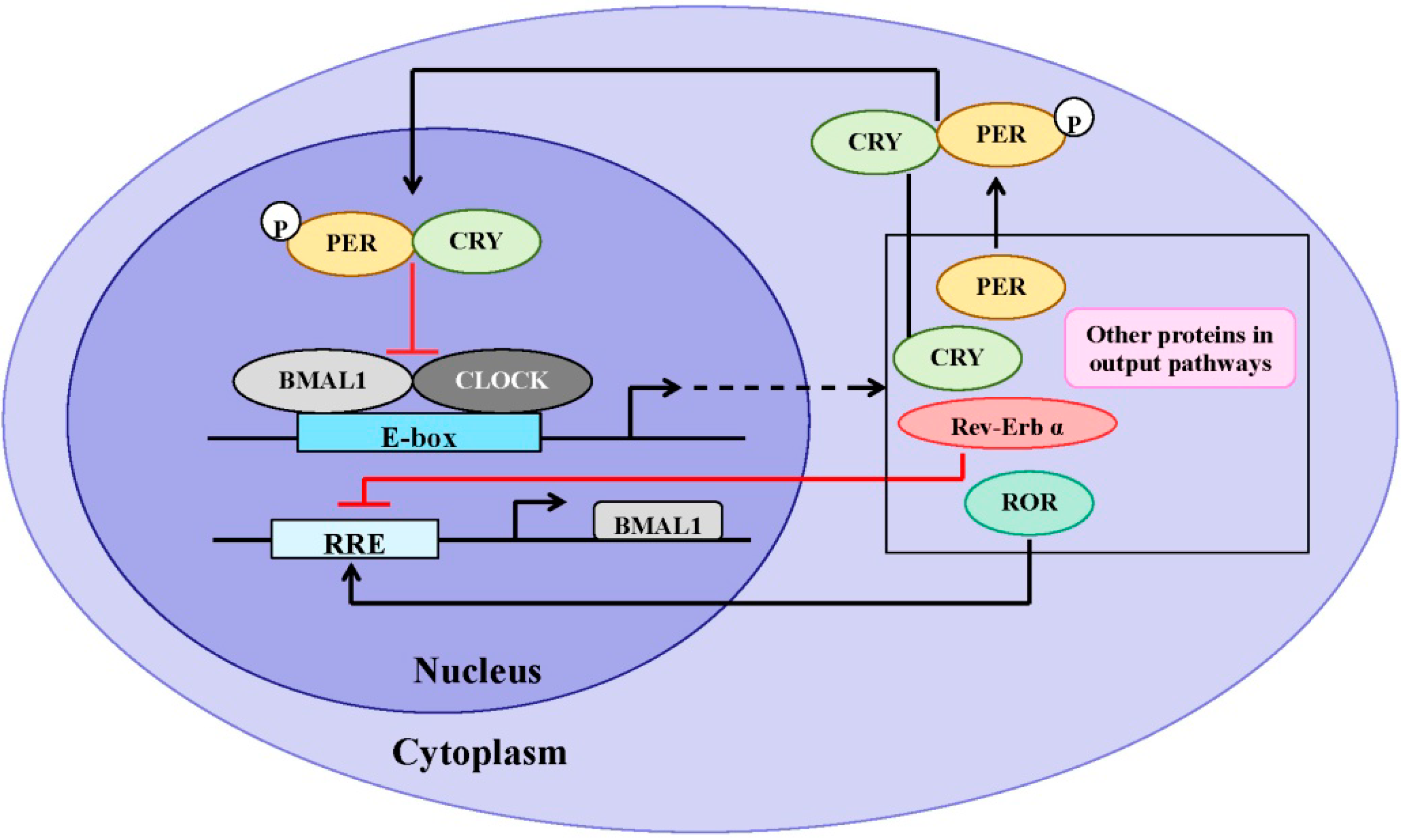 Interplay between Dioxin-Mediated Signaling and Circadian Clock: A Possible Determinant in ...
