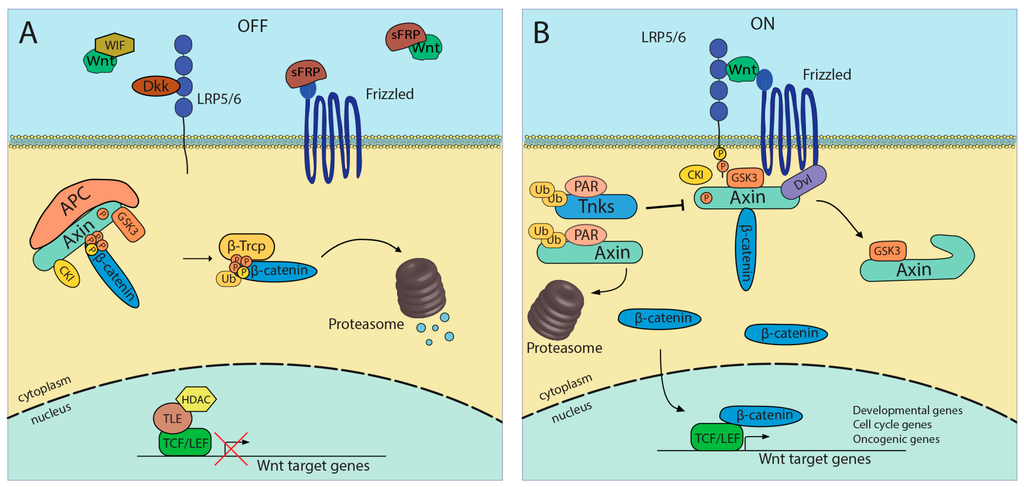 Beta-Transducin Repeat-Containing Proteins; beta-TrCP; betaTrCP; bTrCP ...