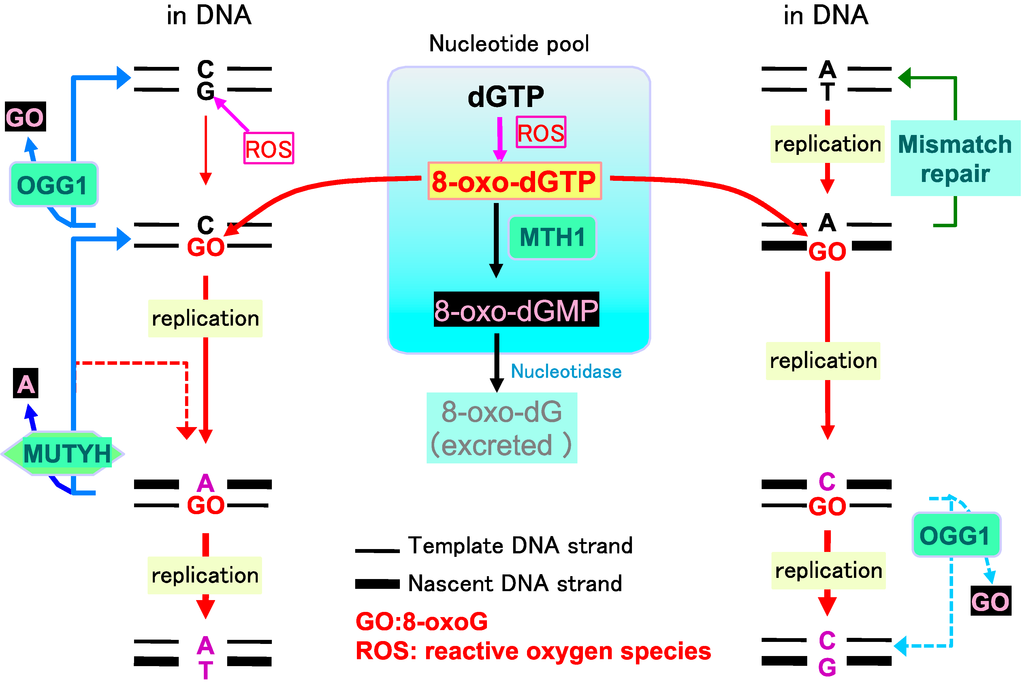 Cellular Levels of 8-Oxoguanine in either DNA or the Nucleotide Pool ...