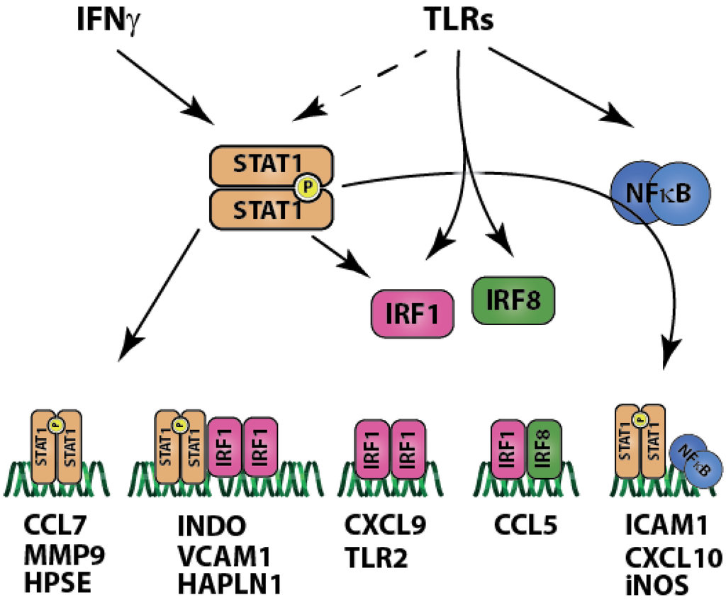Data Mining of Atherosclerotic Plaque Transcriptomes Predicts STAT1 ...