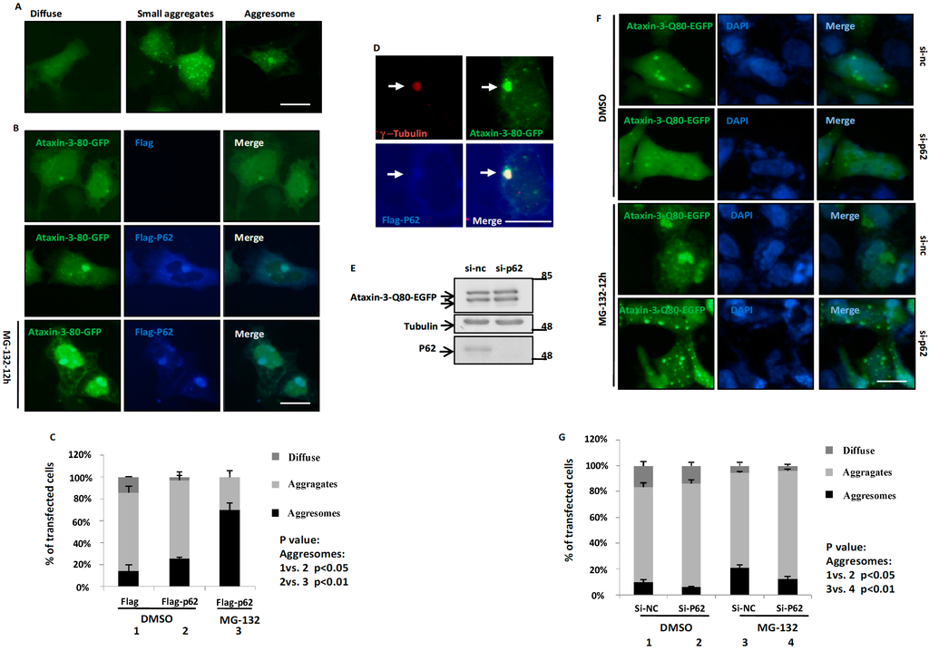 p62/Sequestosome 1 Regulates Aggresome Formation of Pathogenic Ataxin-3 ...