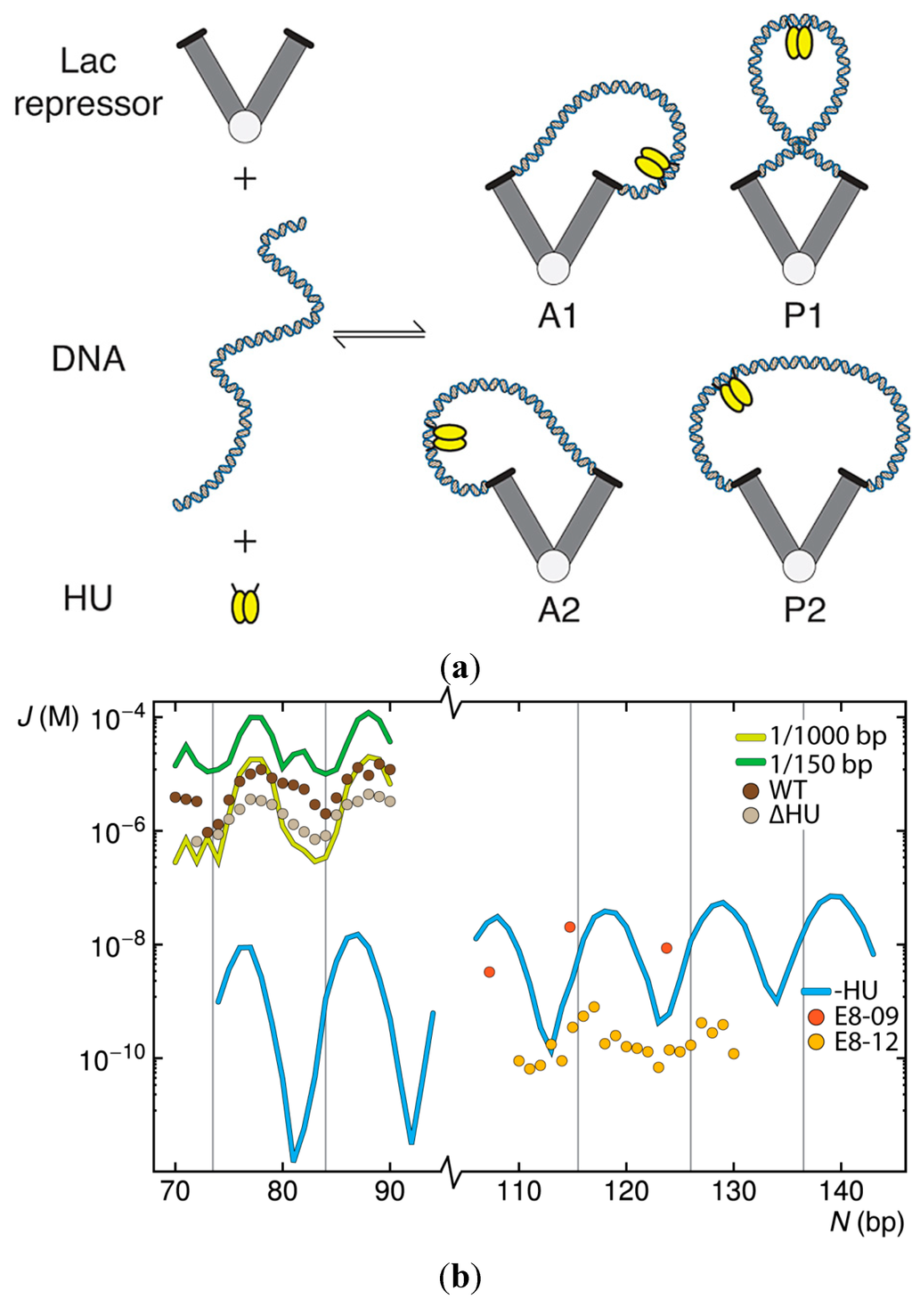 What Controls DNA Looping?