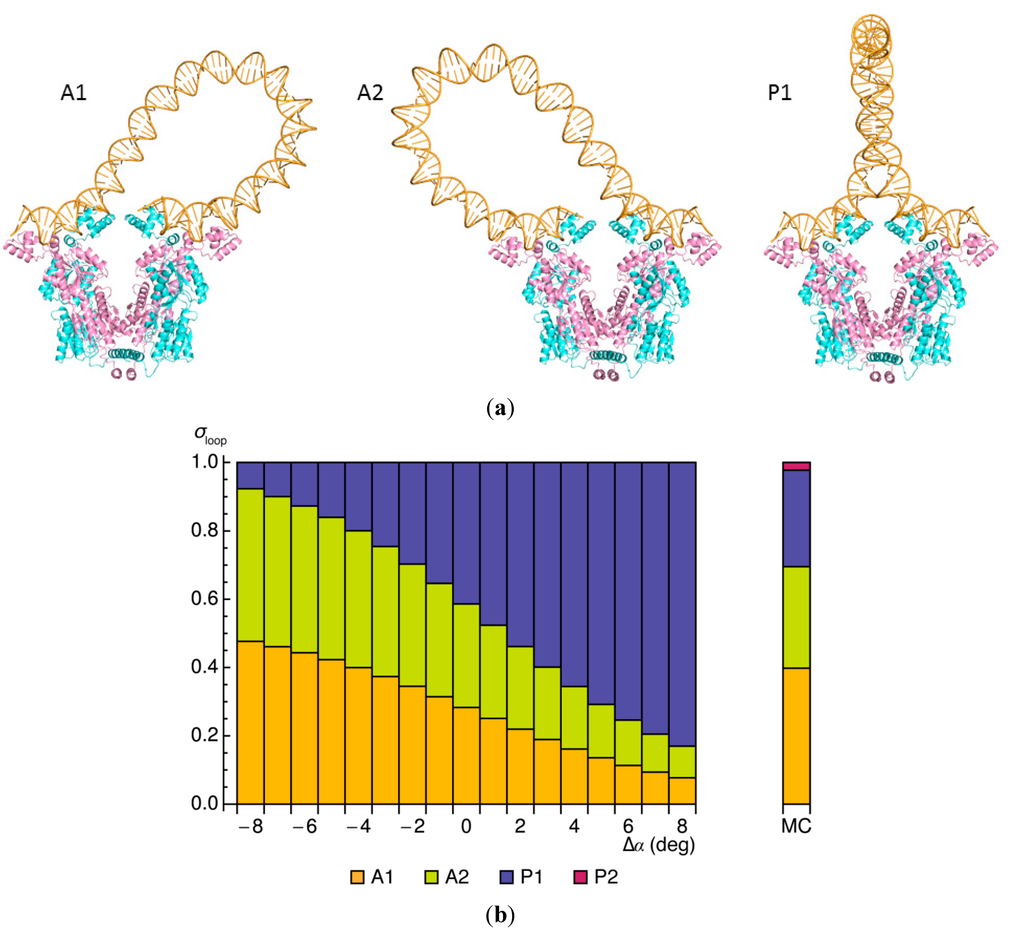 What Controls DNA Looping?