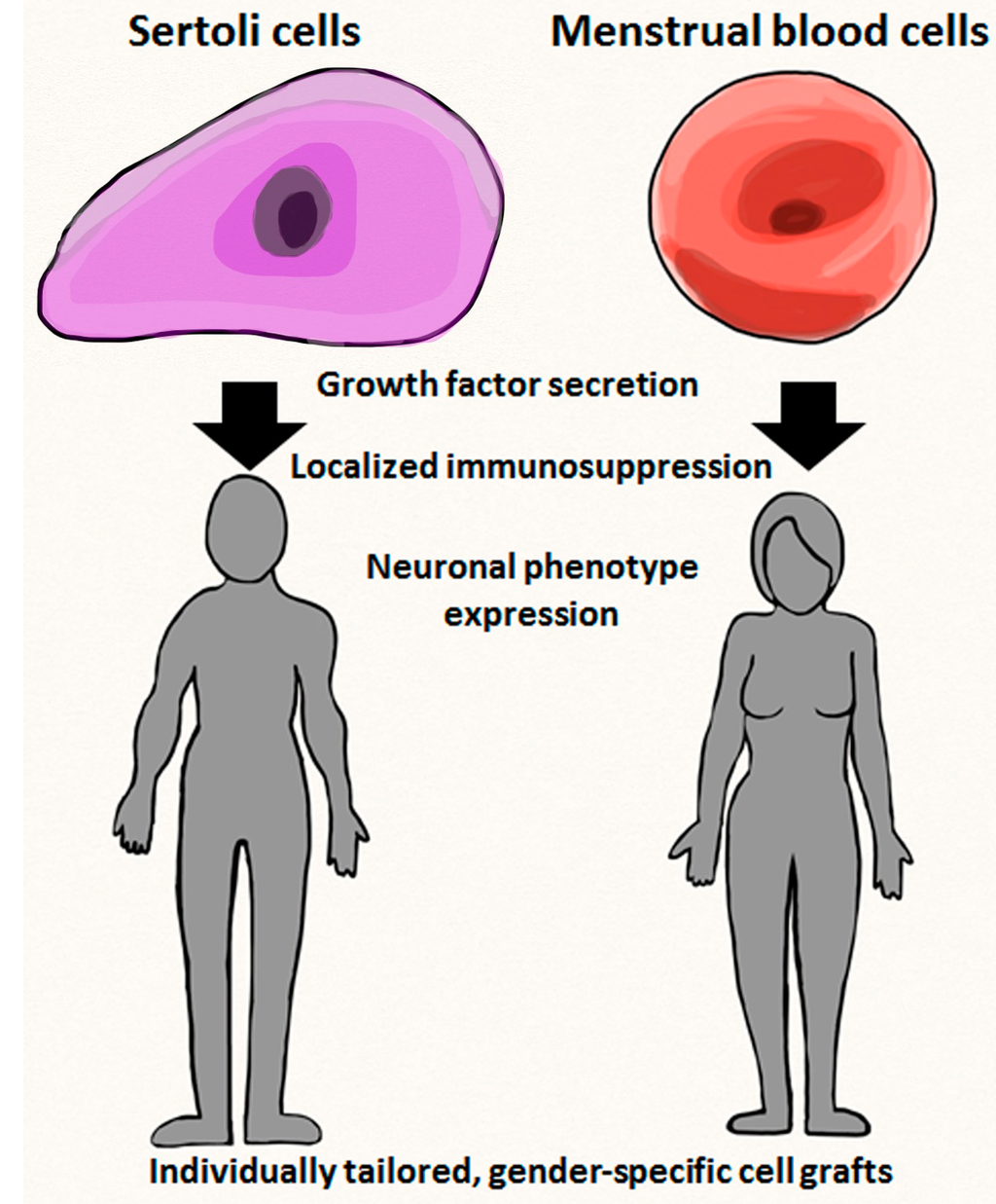 Adult Stem Cell Transplantation: Is Gender a Factor in Stemness?