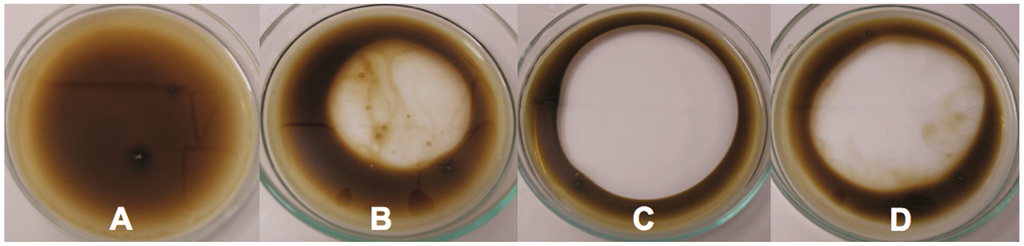 Biosurfactant-and-Bioemulsifier Produced by a Promising Cunninghamella ...