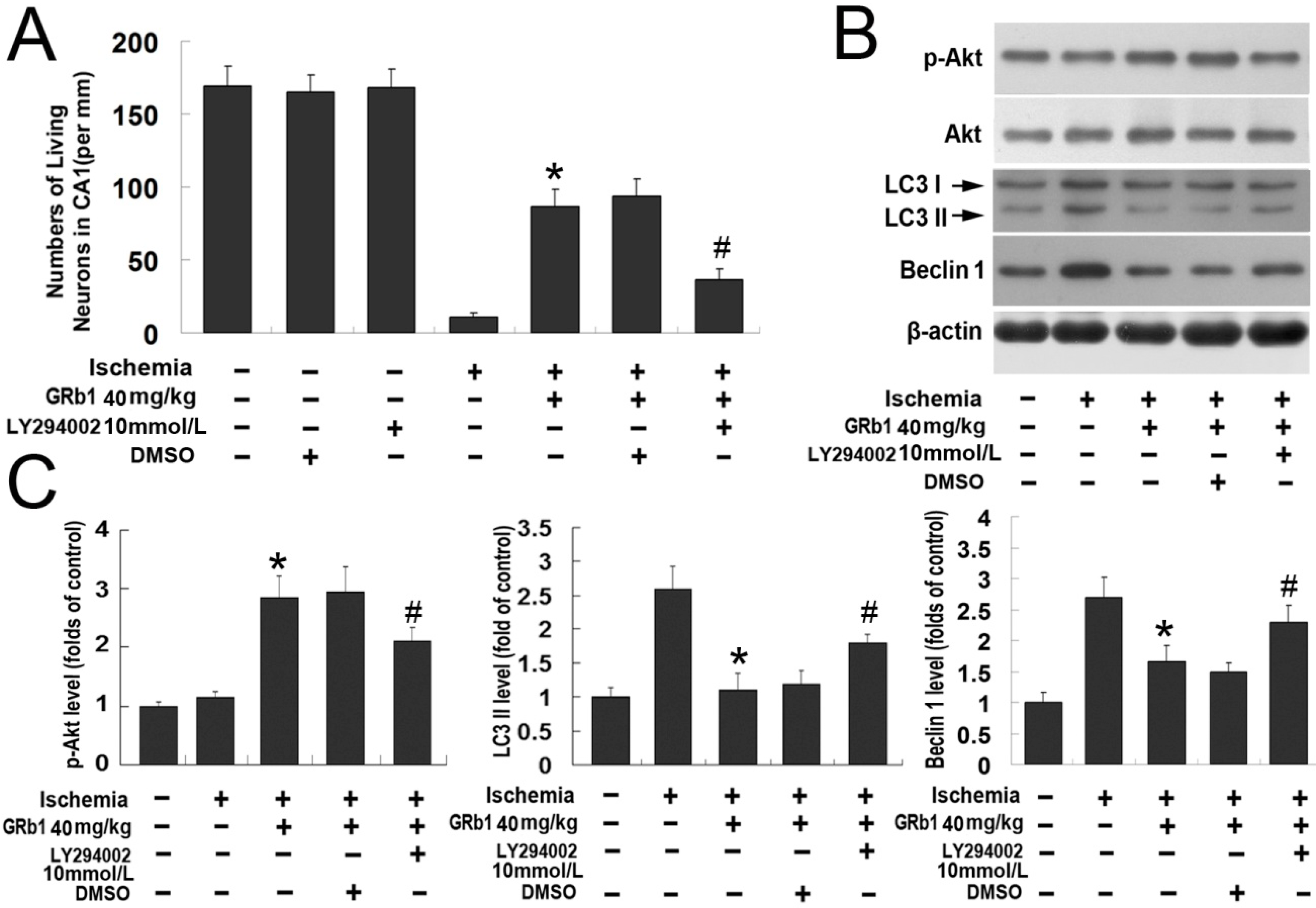 Inhibition of Autophagy via Activation of PI3K/Akt Pathway Contributes ...
