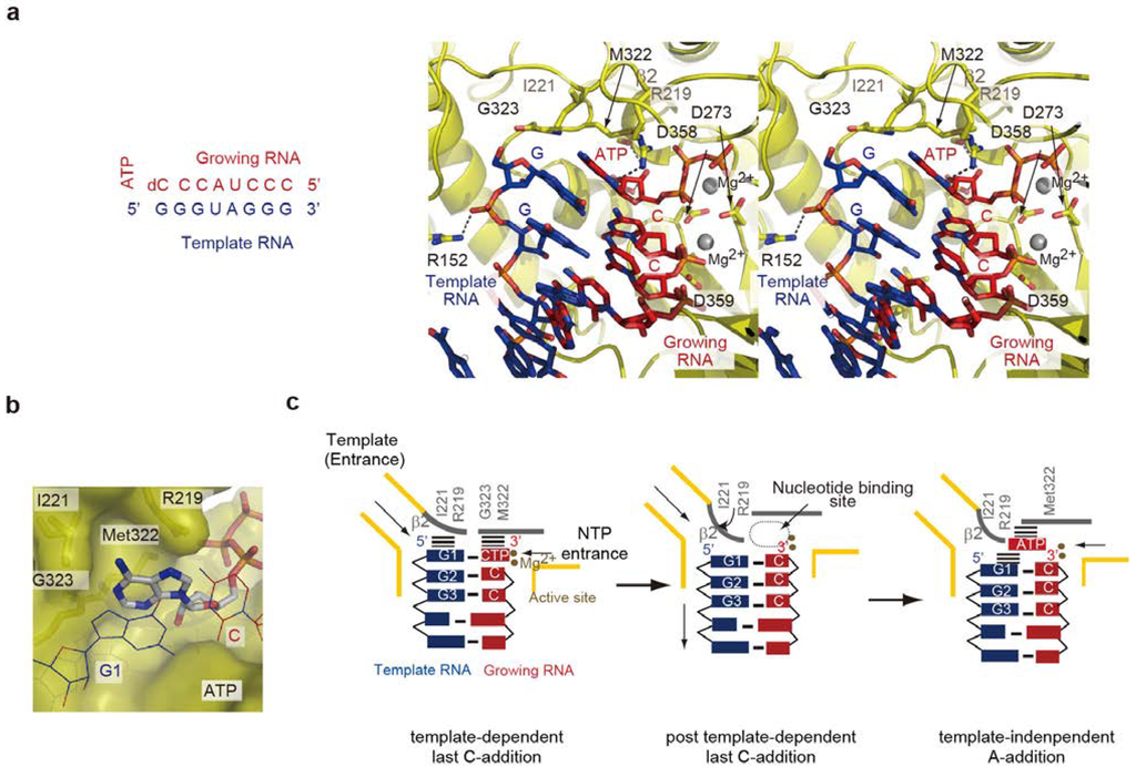 Structures and Functions of Qβ Replicase: Translation Factors beyond ...