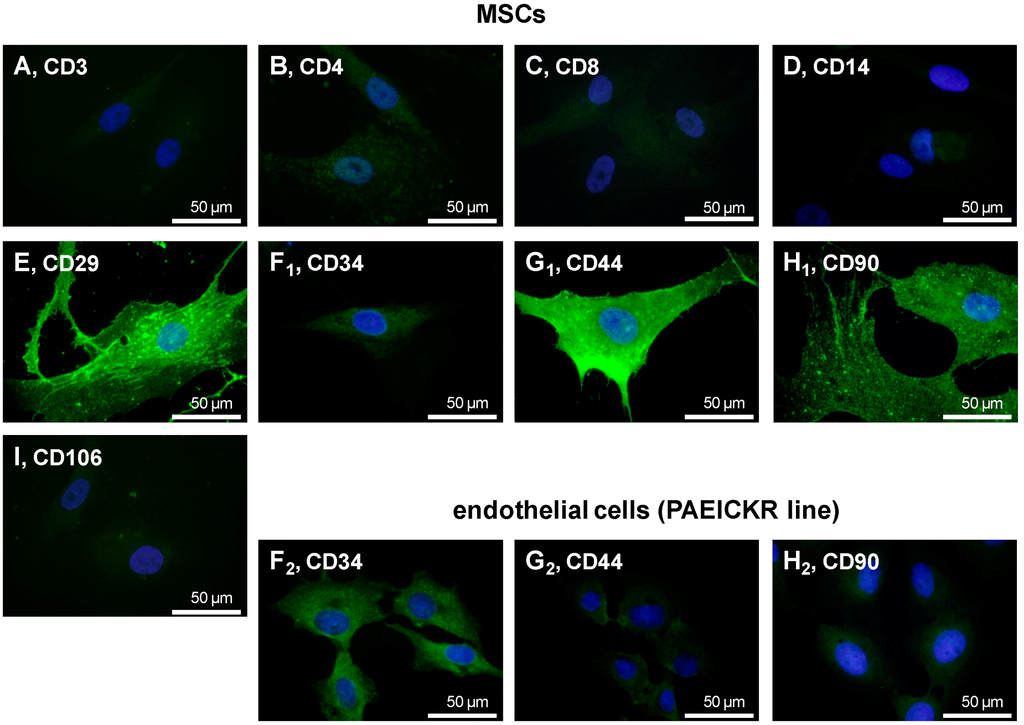IJMS | Special Issue : The Chondrocyte Phenotype in Cartilage Biology
