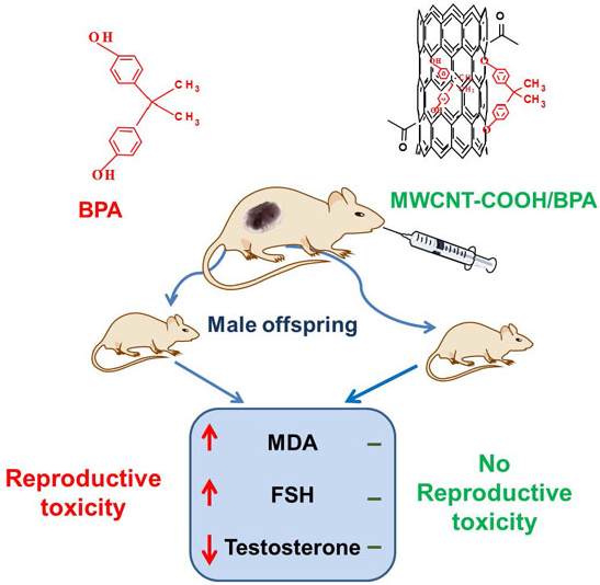 IJMS | Free Full-Text | Adsorption of Bisphenol A to a Carbon Nanotube ...