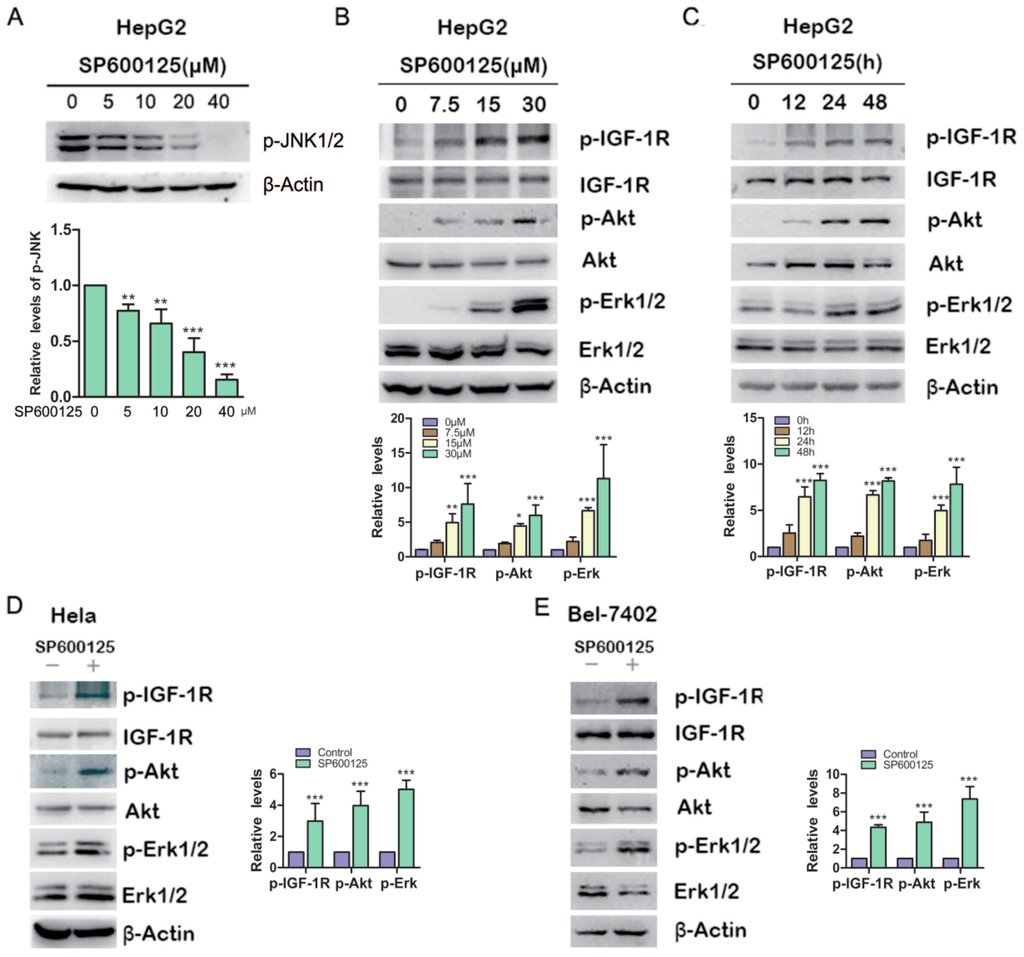 SP600125 Induces Src and Type I IGF Receptor Phosphorylation ...
