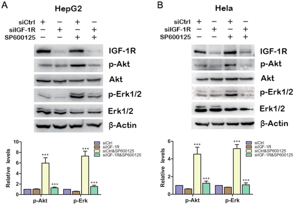 SP600125 Induces Src and Type I IGF Receptor Phosphorylation ...