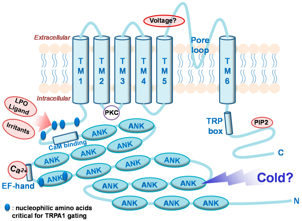IJMS | Free Full-Text | Are Sensory TRP Channels Biological Alarms for ...