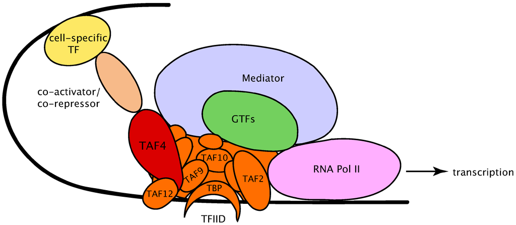 Diversity in TAF Proteomics: Consequences for Cellular Differentiation ...