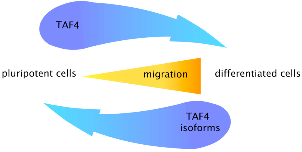 Diversity in TAF Proteomics: Consequences for Cellular Differentiation ...