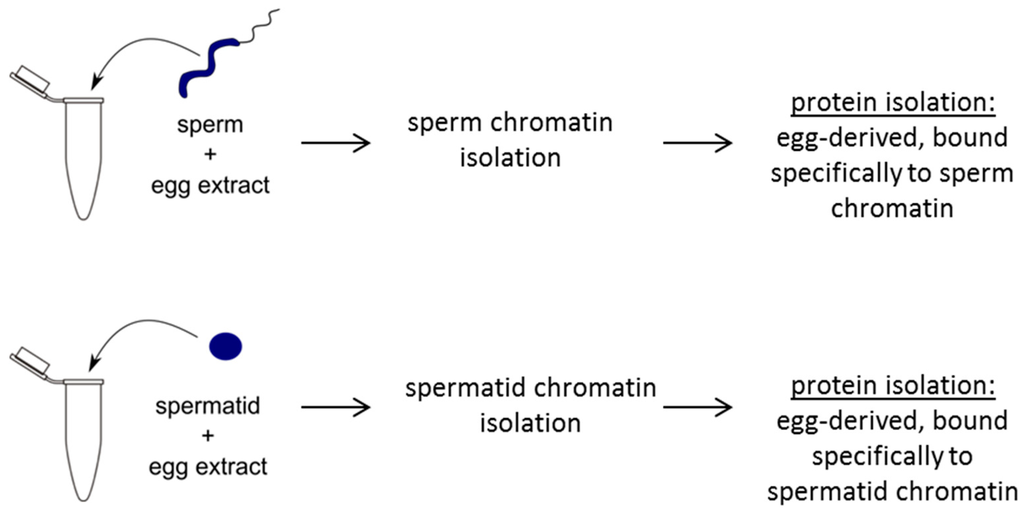 IJMS | Free Full-Text | Sperm and Spermatids Contain Different Proteins ...
