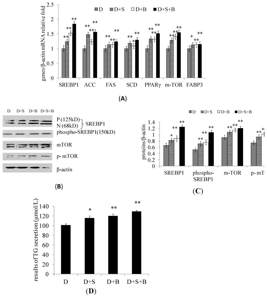 Function of SREBP1 in the Milk Fat Synthesis of Dairy Cow Mammary ...