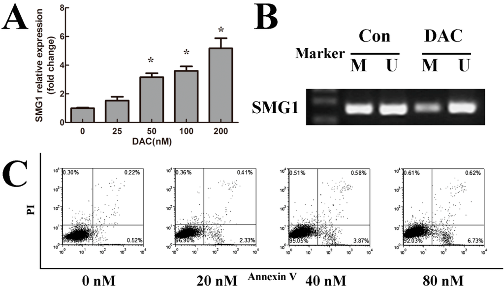 SMG1 Acts as a Novel Potential Tumor Suppressor with Epigenetic ...