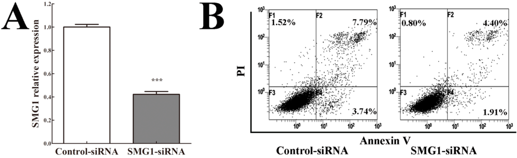 IJMS | Free Full-Text | SMG1 Acts as a Novel Potential Tumor Suppressor ...