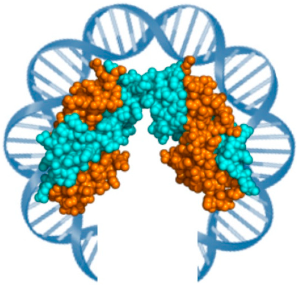 IJMS | Free Full-Text | Chromatin Structure and Dynamics in Hot ...