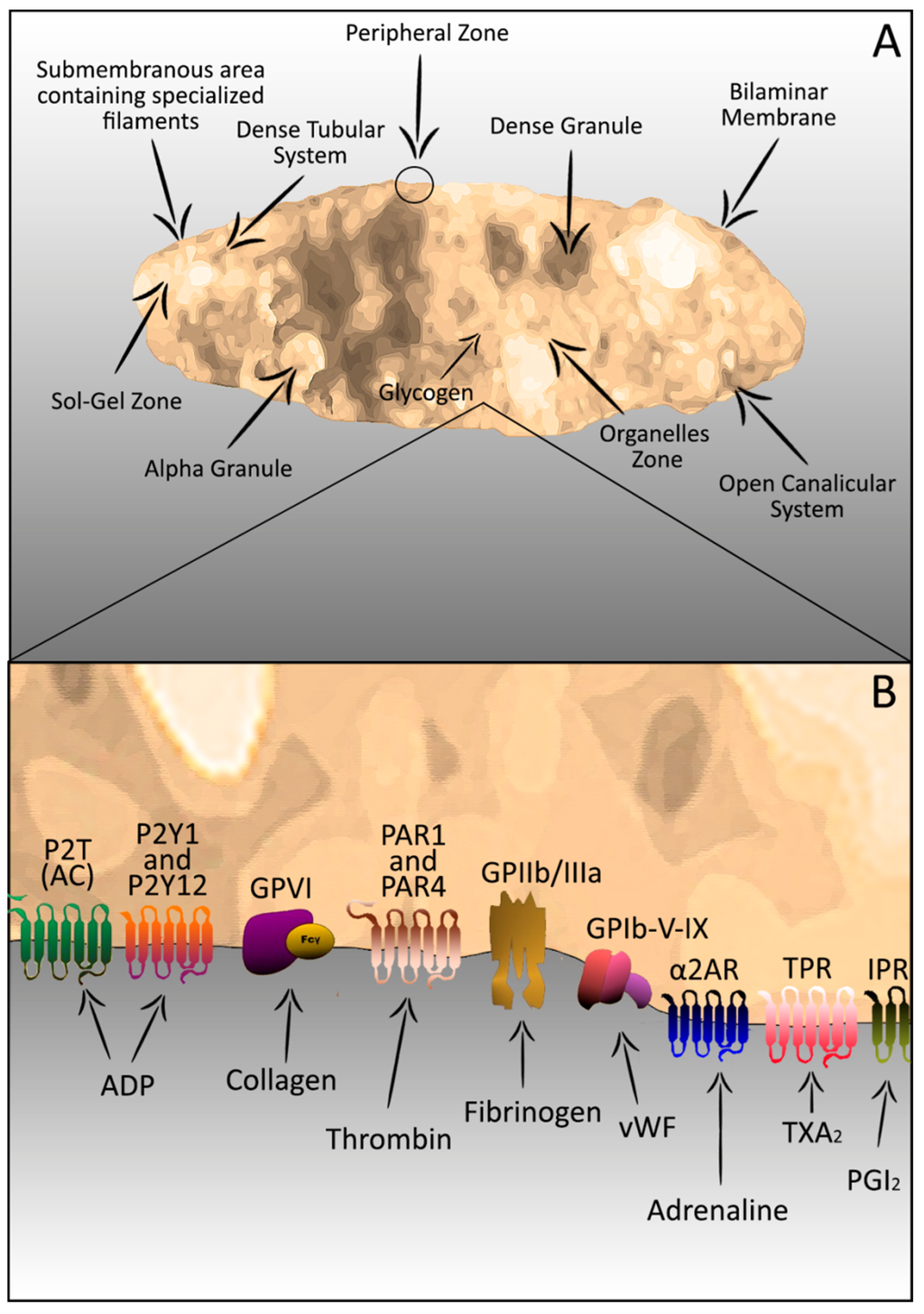 Platelets: Still a Therapeutical Target for Haemostatic Disorders