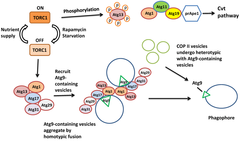 Monomeric gtp-binding proteins; ras-Related GTPases; G-Proteins ...