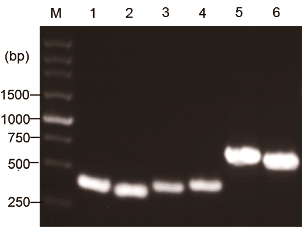 Preparation and Evaluation of Human-Murine Chimeric Antibody against ...