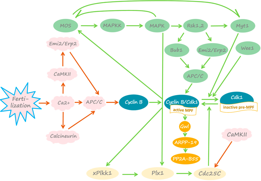 IJMS | Special Issue : Cellular and Molecular Mechanisms of Sperm-Egg ...